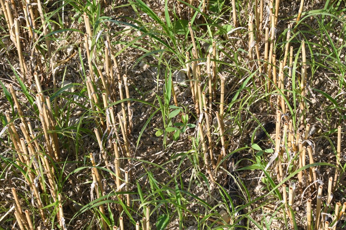 Gaec Biraud-Paillat : « Je sème mes couverts au drone avant la récolte