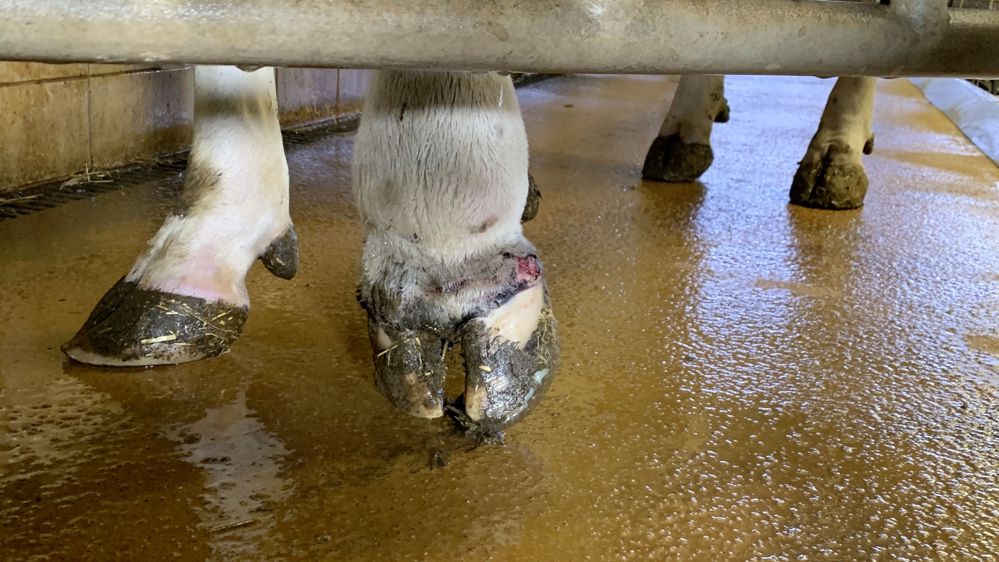 Le super panaris, un panaris qui ne guérit pas