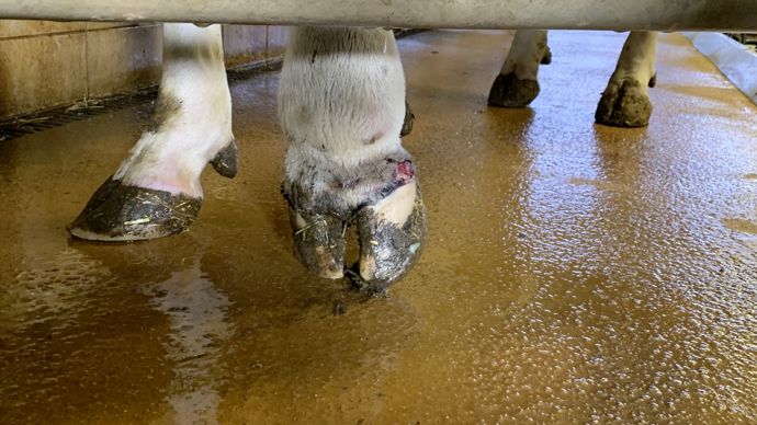 Le super panaris, un panaris qui ne guérit pas