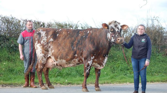 La grande championne Hamada de retour après le Salon de l’agriculture