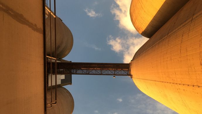 Les prix du blé à leur plus haut niveau depuis l'été 2023