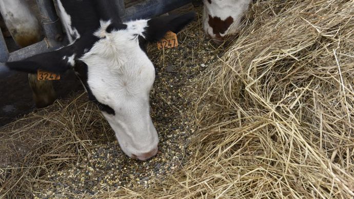 La production d’aliments composés a reculé en mars