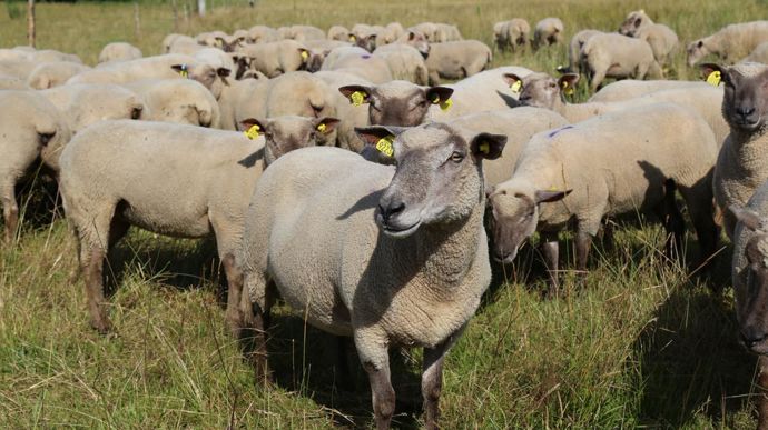 Recrudescence de la fièvre catarrhale ovine