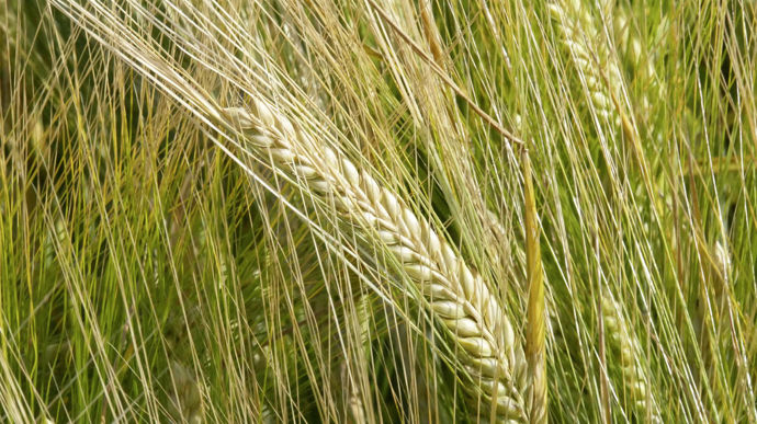 De nouvelles variétés d’orges brassicoles vont animer le marché