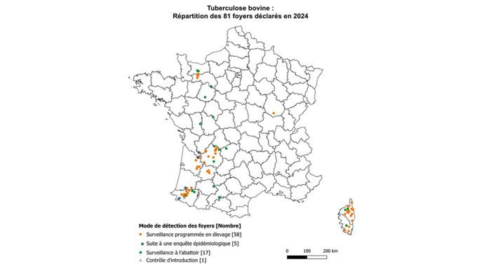 Léger recul du nombre de foyers de tuberculose bovine en 2024