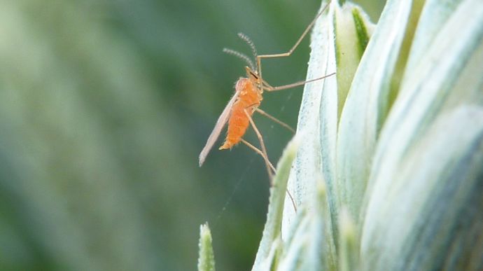 Suivez l’activité des cécidomyies sur les blés