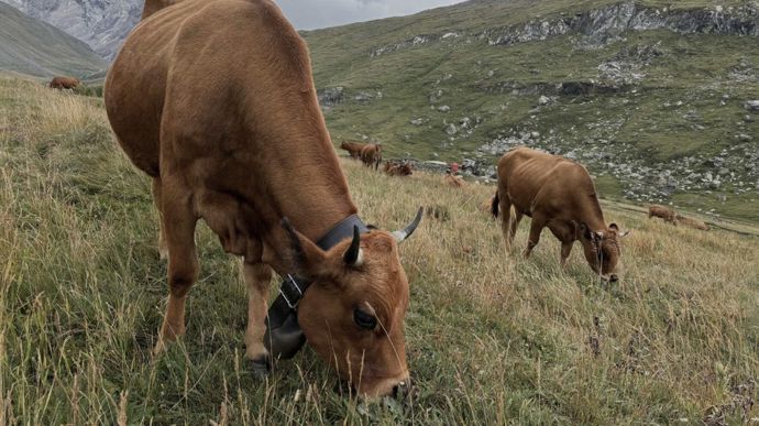 La dermatose bovine contraint les mouvements d'animaux