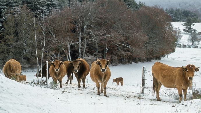 La CR alerte sur la situation des vaches bloquées sous la neige par la DNC