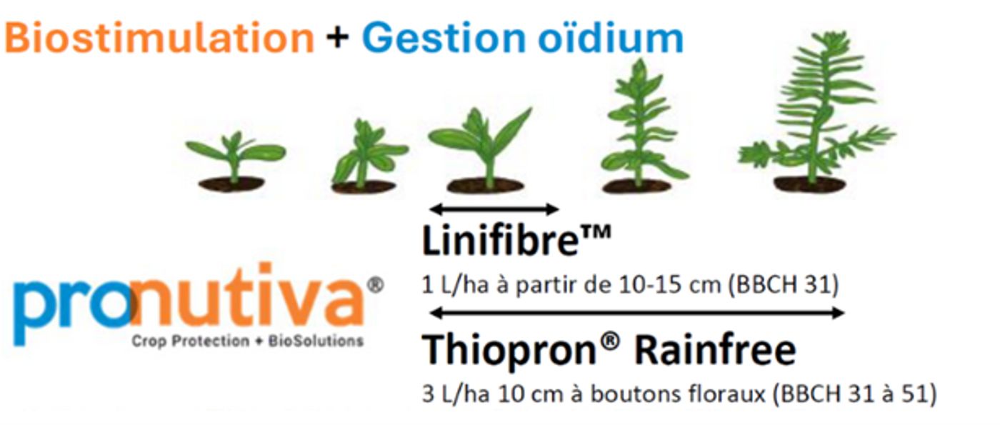 Oïdium du lin