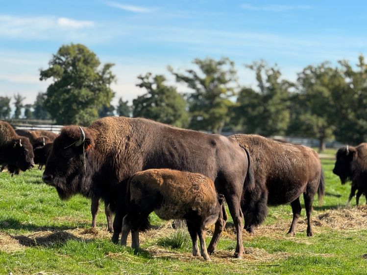 Le bison d’Amérique s’est implanté en Auvergne