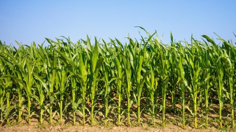 Quel est l’impact des herbicides appliqués si on resème son maïs