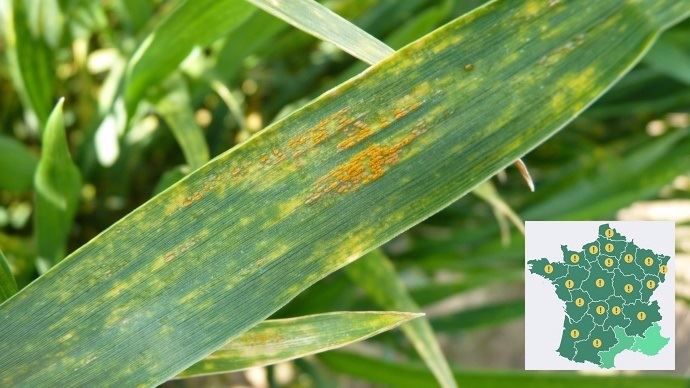 Attention à la rouille jaune sur blé et aux méligèthes sur colza